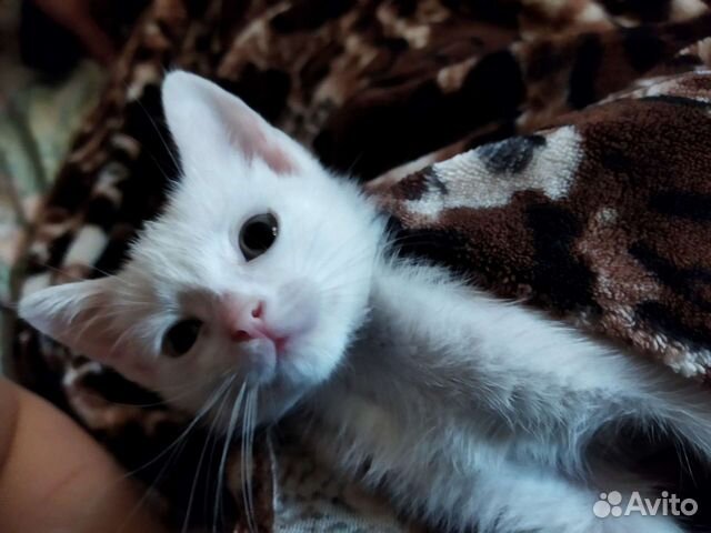 Британская кошка бесплатно