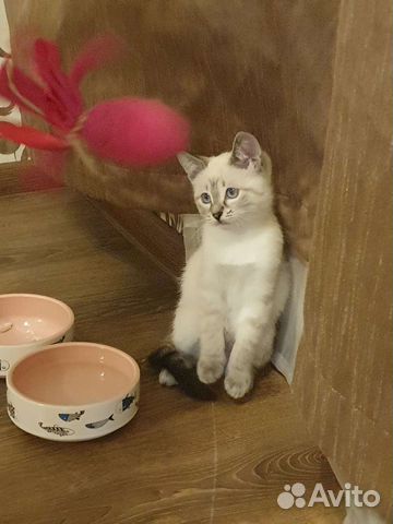 Тайский котёнок