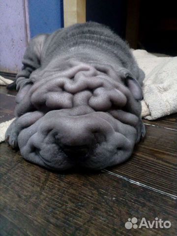 Плюшевое чудо