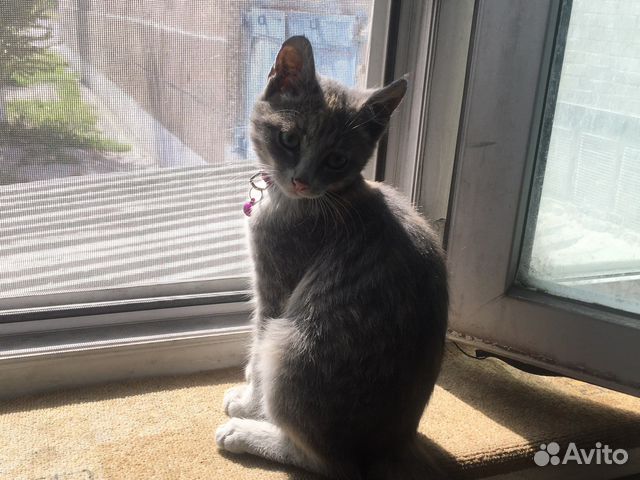 Отдам котенка в добрые руки, мышеловка Машка
