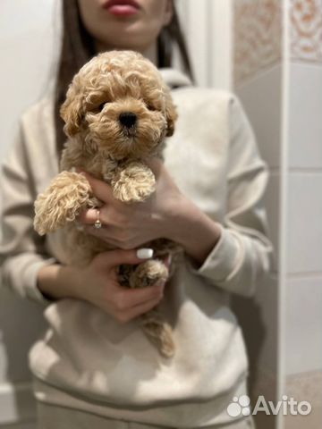 Мальтипу микро ф1 корея + китай тедди