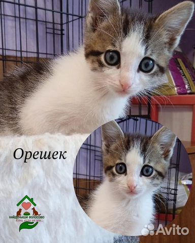 Котята из леса ищут дома