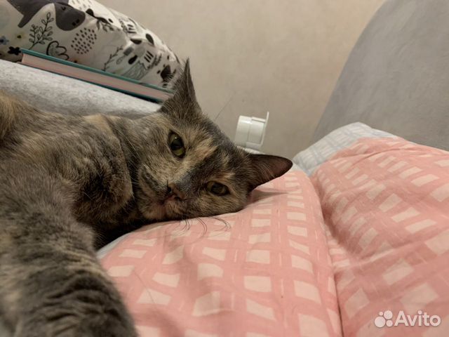 Кошка в добрые руки бесплатно