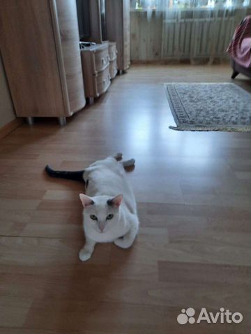 Кошка порода сноу-шу