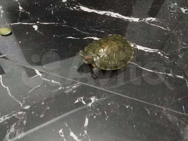 Красноухая черепаха