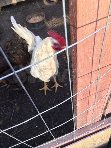 Куры петухи