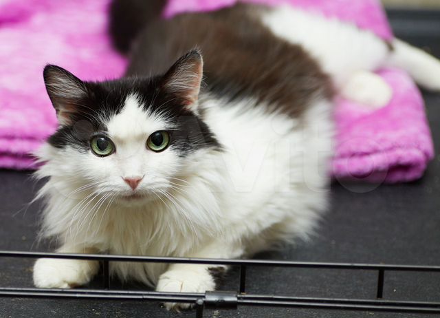 Аля ищет дом