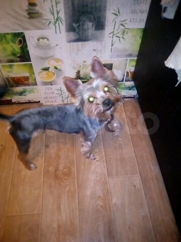 Вязка Еркширский терьер