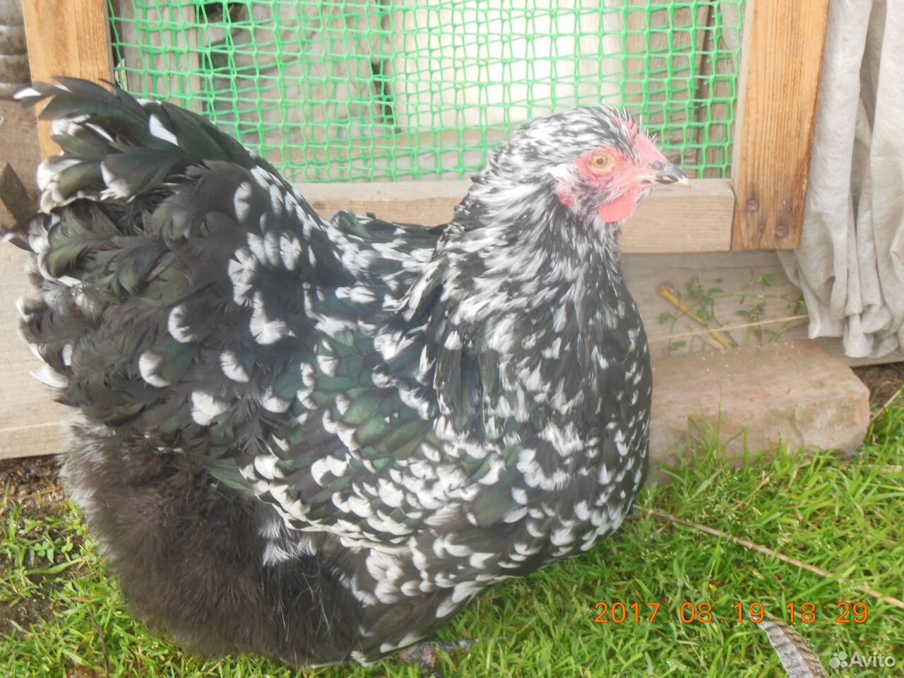 Продам породистая птица