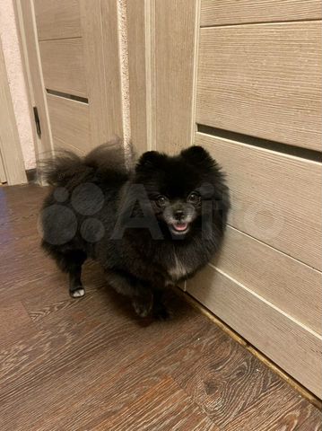 Шпиц в поиске невесты