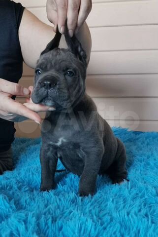 Щенки кане корсо