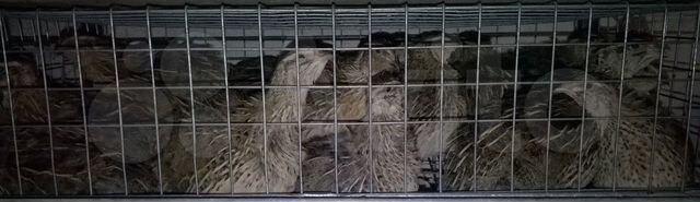 Перепелочки + клетки все в комплекте