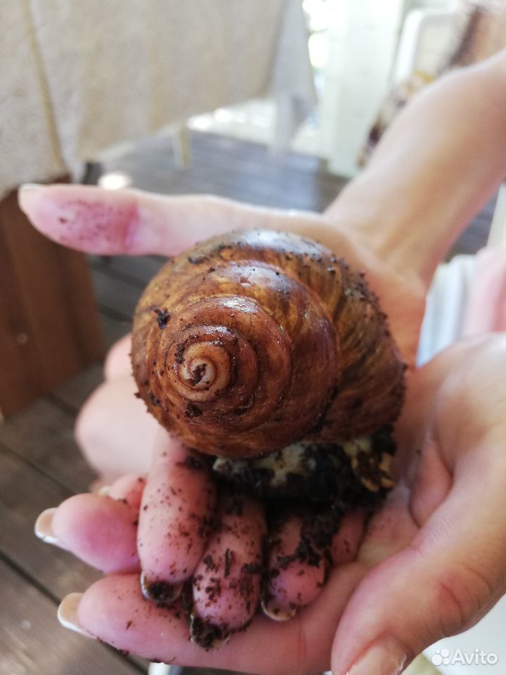 Улитки Ахатины (2 шт)