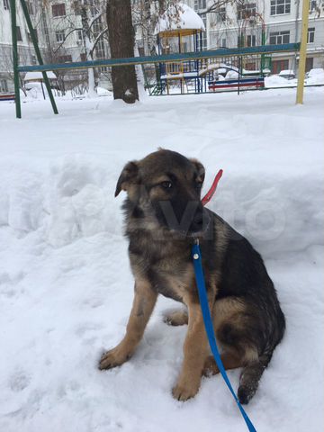 Щенок, 4,5 мес