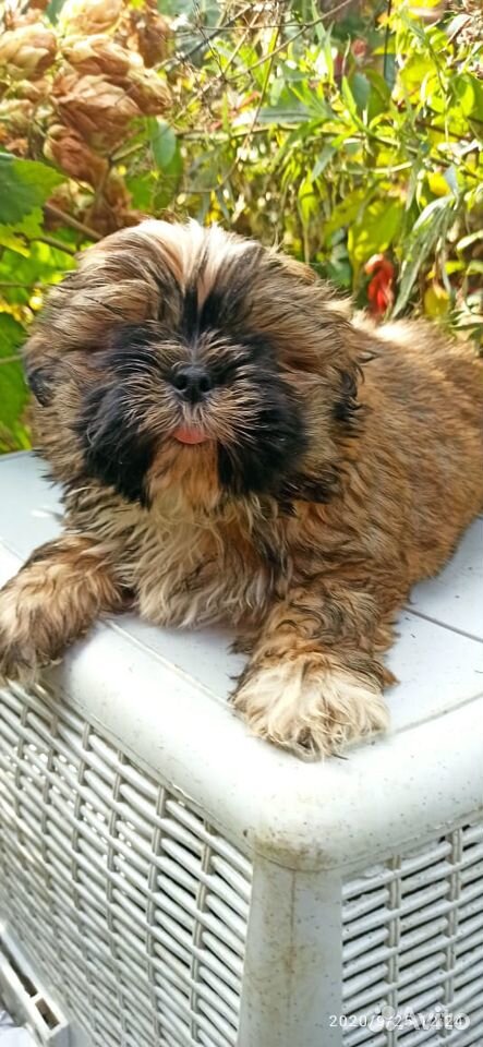 Шитцу мальчик единственный м