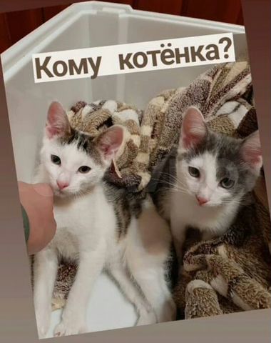 Котятки-ребятки ищут дом