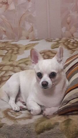 Чихуахуа Вязка