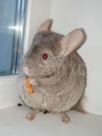 Шиншилла девочка 5 мес