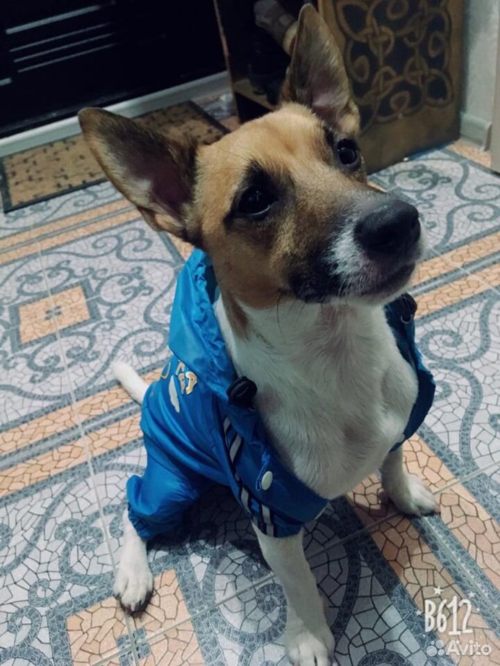 Собака породы Джек Рассел