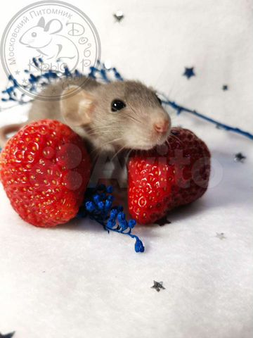 Породистые Крысята