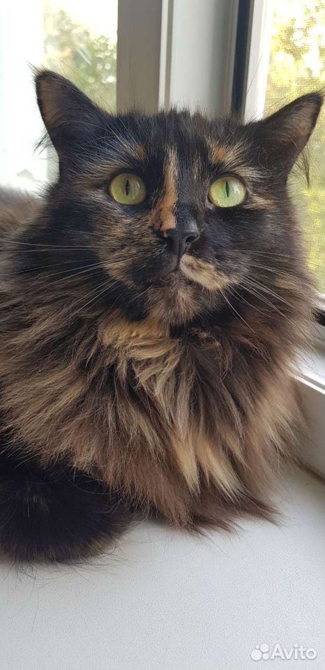 Кошка лесная норвежская девочка Чери 1,5года стери