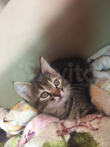 Полу-британка