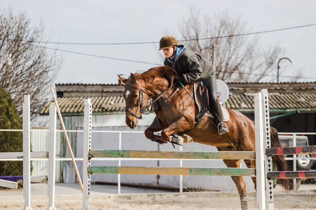 Кобыла на маршруты 110, под любителя