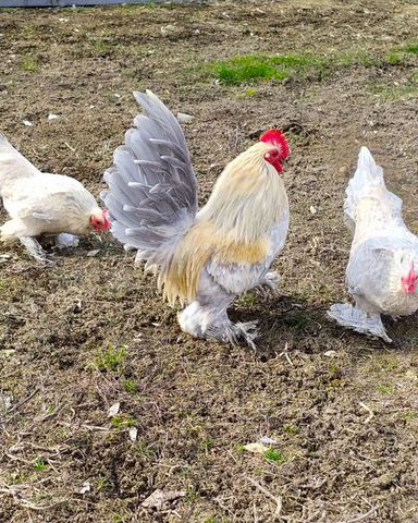 Инкубационное яйцо породистых кур