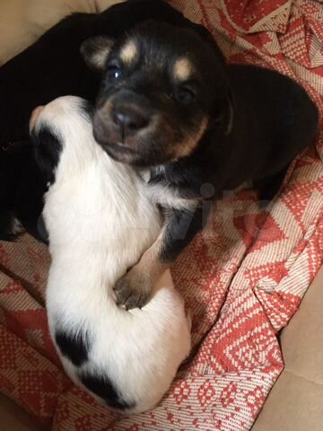 Щенки в добрые руки