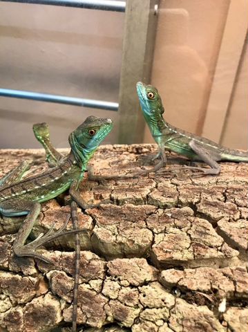 Василиск Шлемоносый