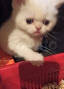 Шотландский котенок скотиш страйт