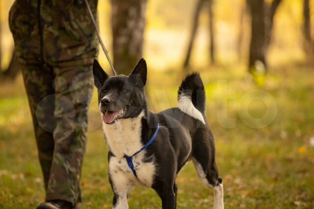 Билли- домашний пёс в приюте