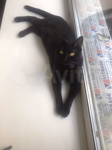 Кот для вязки