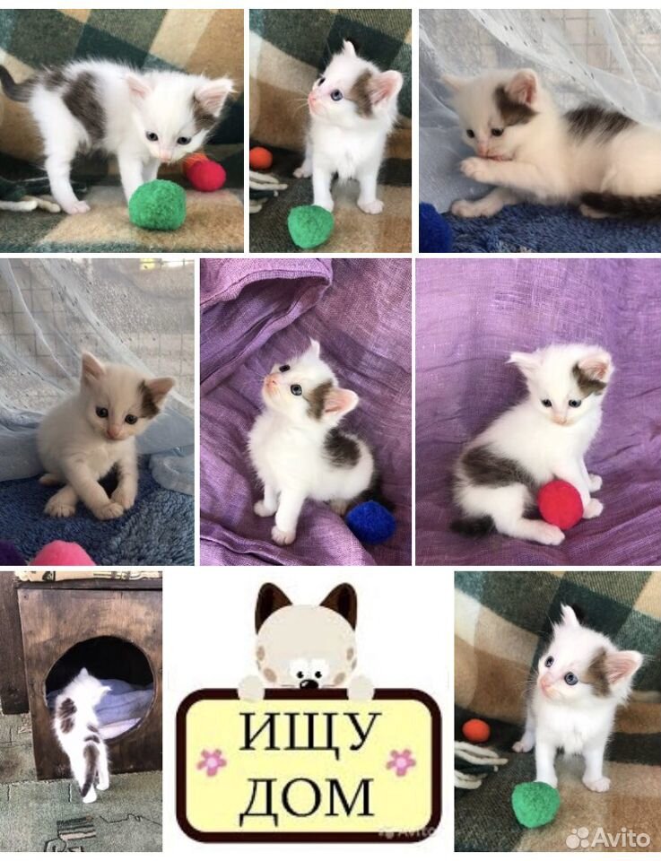 Котёнок мальчик