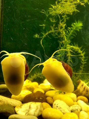 Улитки ампулярия