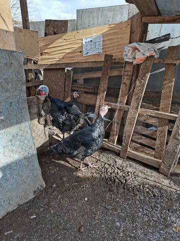 Индюки семья