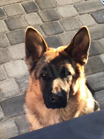 Вязка Кабель немецкой овчарки, ищет невесту