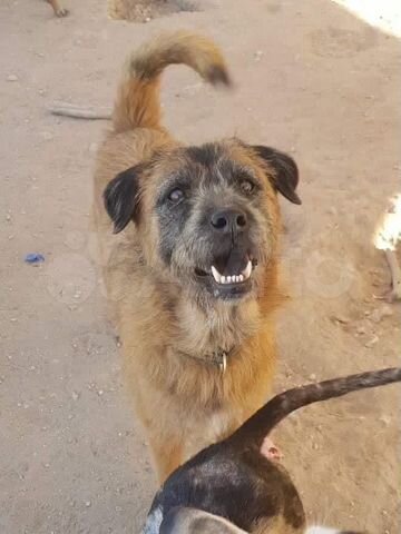 Красавице бородатику Майе очень нужен дом