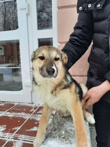 Щенки дворняшки