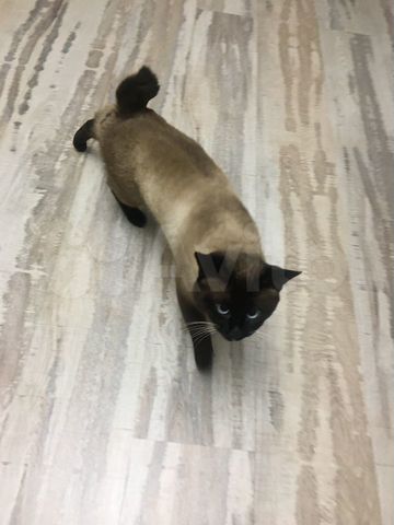 Вязка Меконгский бобтейл