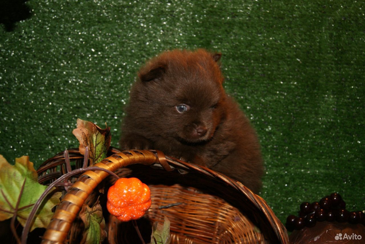 Два немецких малых шпица (кобели )