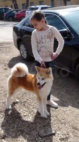 Щенки акита
