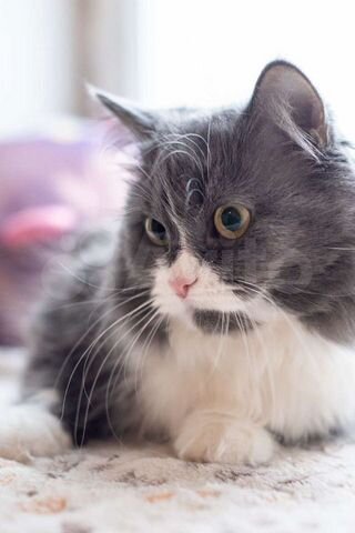 Кошка в добрые руки