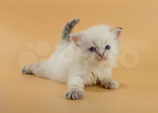 Прекрасная невачка от чемпионов мира с документами