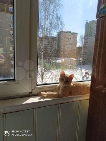 Отдам котенка в добрые руки. Рыжий забавный озорно