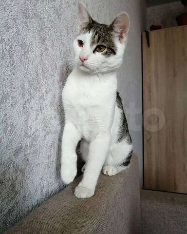 Пушистый сантехник (котик) в дар