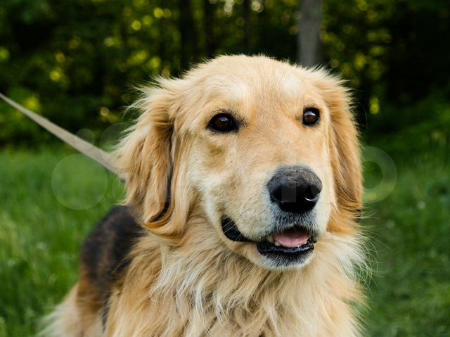 Помесь гончей