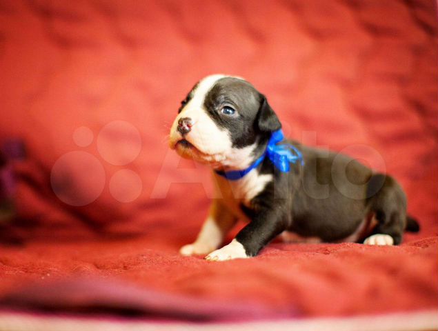 Собаки щенки