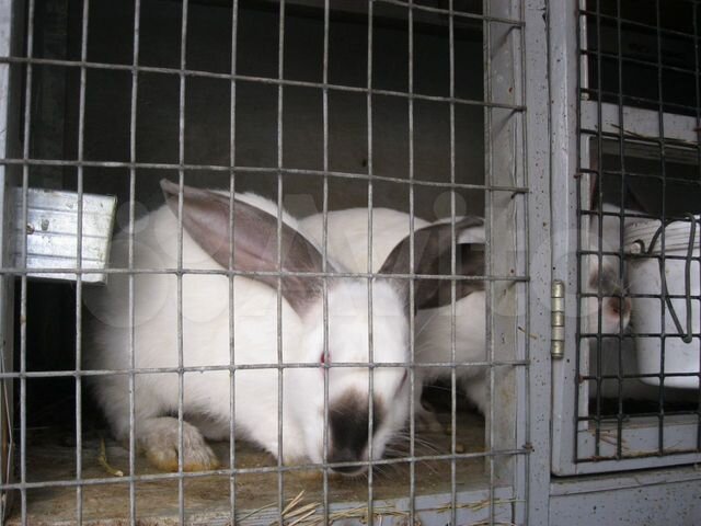 Молодой калифорниец