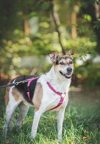 Фанни ищет дом